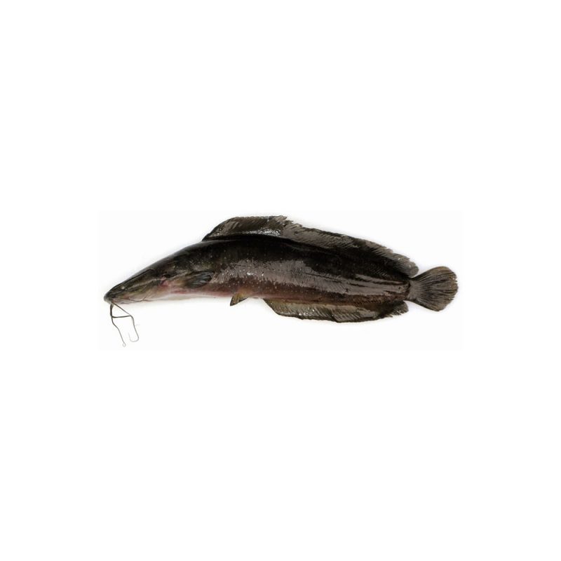 KELI(CLEANED) / KG – Long Seng