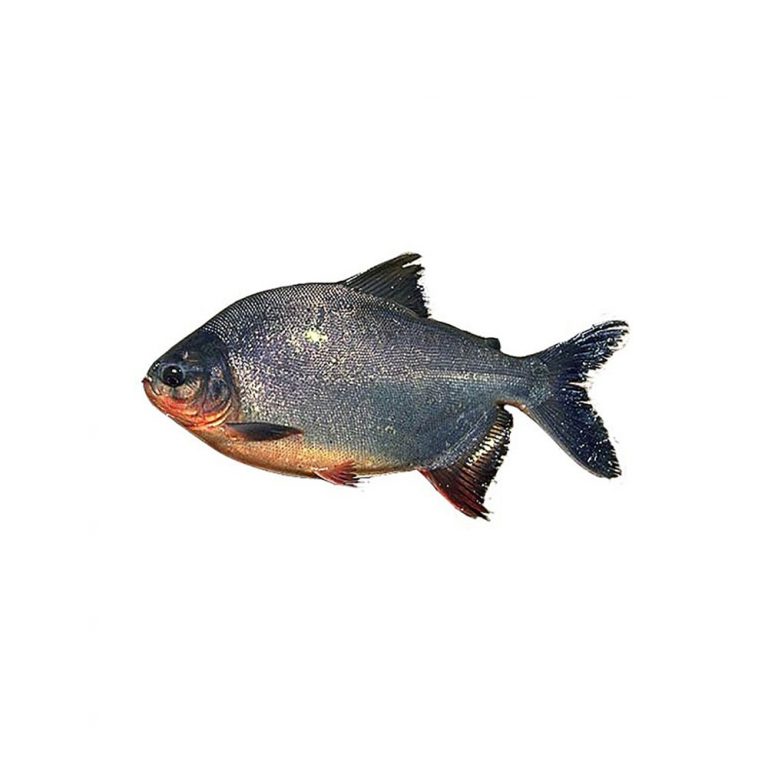 TONGSAN (WHOLE) – Long Seng