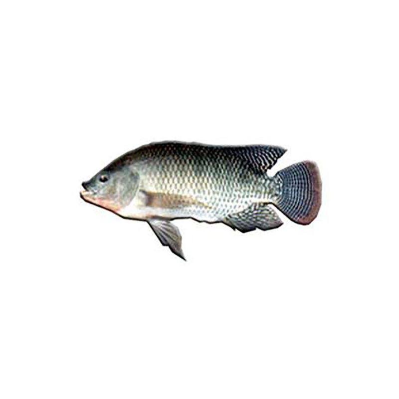 FRESH SIAKAP MERAH -PCS – Long Seng