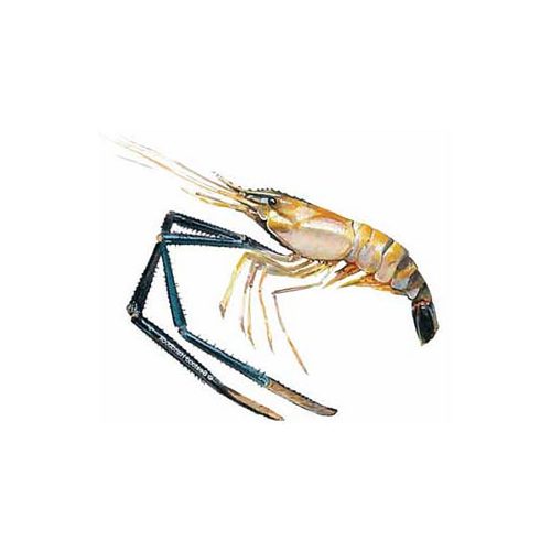 UDANG BUNGA L / KG – Long Seng